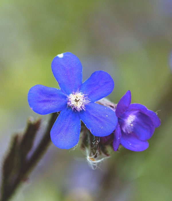 Miracle Flower Discovered. Glowing Skin Revealed. – Furtuna Skin