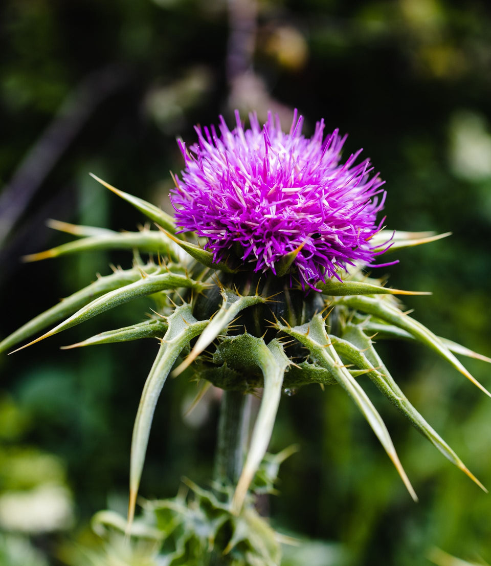 5 Science-Backed Milk Thistle Benefits for Skin – Furtuna Skin
