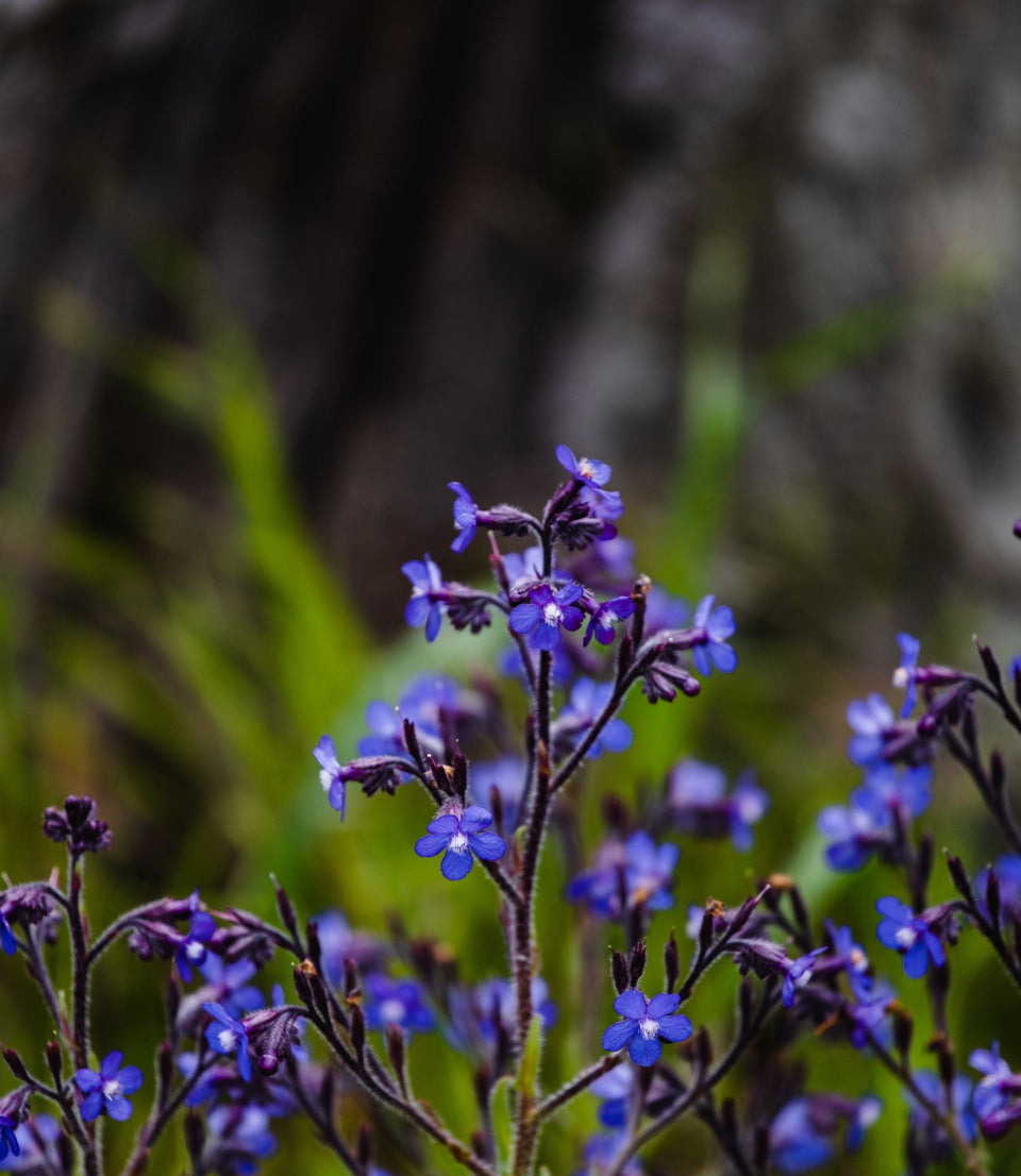 Skincare Plants: 10 Plants for Your Best Skin Yet – Furtuna Skin